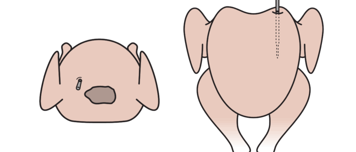 Proper Thermometer Probe Placement in Turkeys
